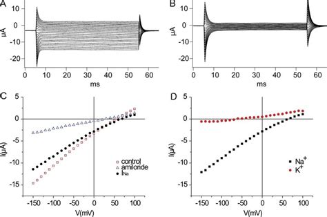Current Voltage Relationships In Enac Expressing Oocytes A Currents