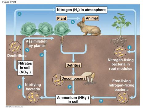 Communities And Ecosystems Ppt Download