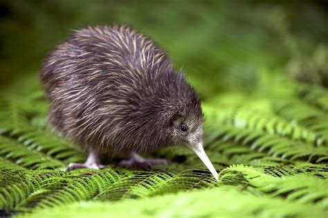 秘密にしたい生き物 Himithu Ikimono さん Twitter Kiwi Bird Birds Bird