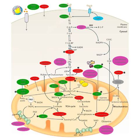 Pdf Understanding The Response To Endurance Exercise Using A Systems