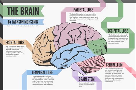 Brain Map 13
