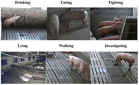 Pig Behaviors Asian Agribiz