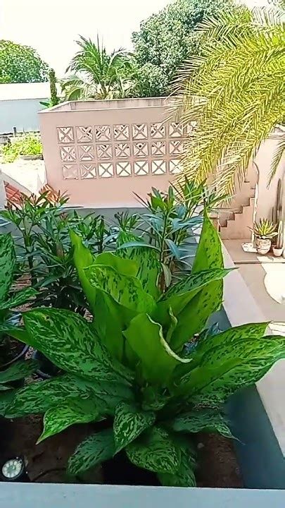 ของสวยคาเฟ่ในประเทศไทย Youtube