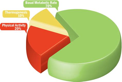 Basal Metabolic Rate And Weight Loss Clinicgala