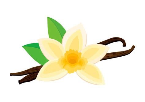 Vanilla Bean Flower Clipart 52 Vanilla Bean And Flower Isolated High
