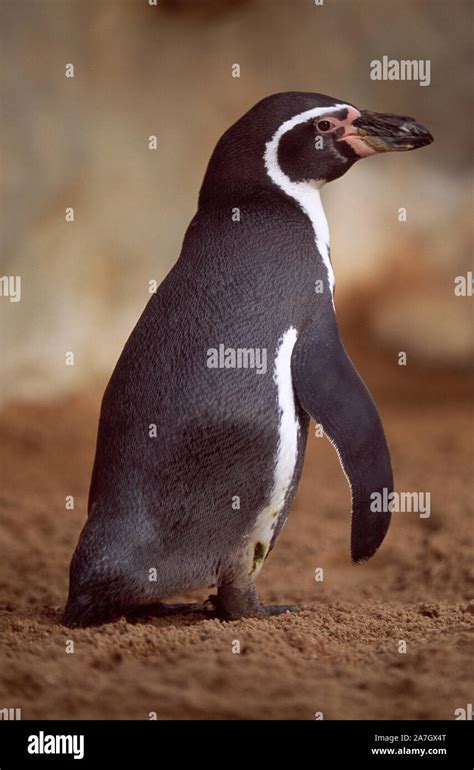 Humboldts Penguin Spheniscus Humboldti In Captivity Erect Body