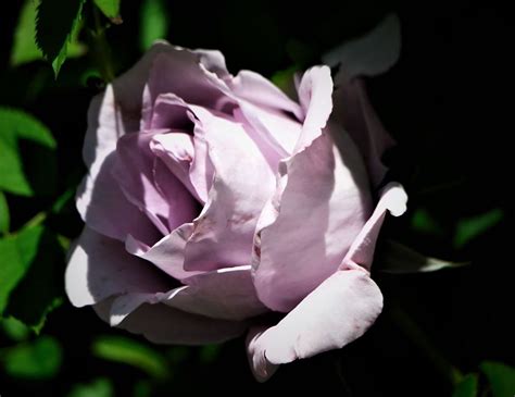 Rose Sissi Zaza Rambette Le Retour