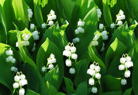 Билките във всеки дом