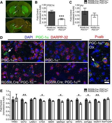 Putative Pgc 1 Dependent Targets Are Reduced In Conditional Knock Outs Download Scientific