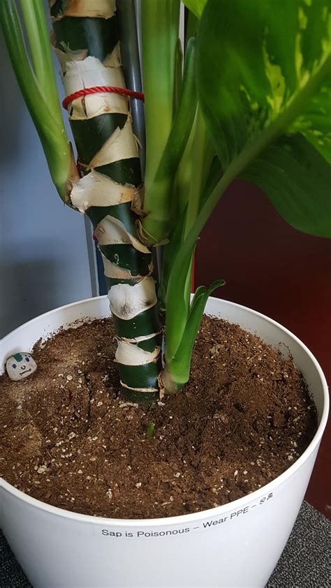 Dumb Cane Propagation R Propagation