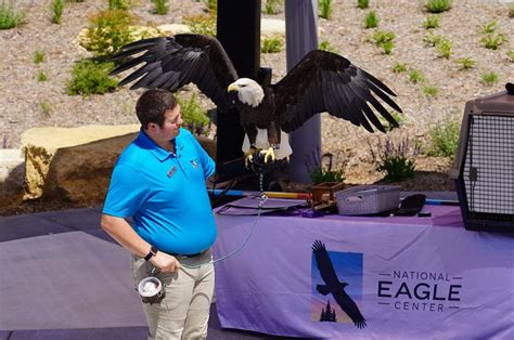 Soar With The Eagles At The National Eagle Center In Wabasha Thrifty