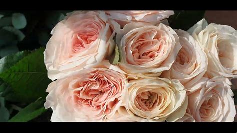 로미오 장미 생화 꽃집 꽃집창업 꽃값 온라인꽃시장 온라인꽃도매 인터넷꽃시장 인터넷꽃도매 서울꽃시장 꽃농장 꽃배송 생화배송 생화도매 생화택배 꽃배달 생화배달 생화주문 생화부케