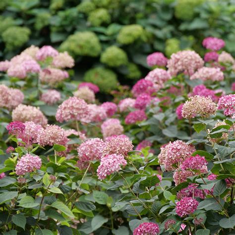 Plant Of The Week Invincibelle Garnetta® Smooth Hydrangea Plant Of The Week