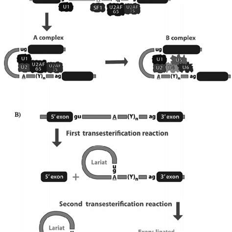 Alternative Splicing Patterns 1 Exon Skipping Or Inclusion 2