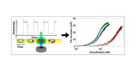 fluorescence anisotropy an overview sciencedirect topics 53 off