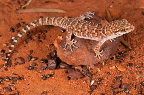 These Lizards Gave Up On Sex In Favour Of Cloning Themselves And You