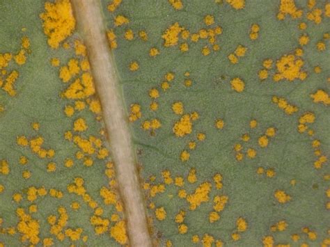 Fungal Pathogens Smart Lab