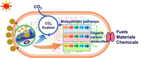 Home School Of Life Sciences And Biotechnology Sjtu Copyright