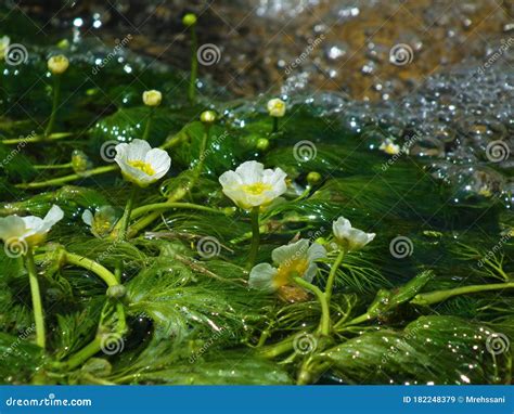 Ranunculus Aquatilis The Common Water Crowfoot Or White Water Crowfoot