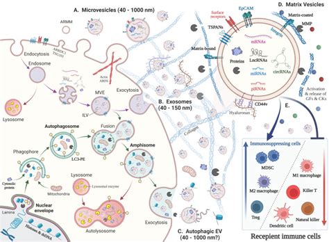Extracellular Vesicles New Classification And Tumor Immunosuppression Pmc