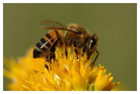 꿀벌이 사라지는 이유 네이버 블로그