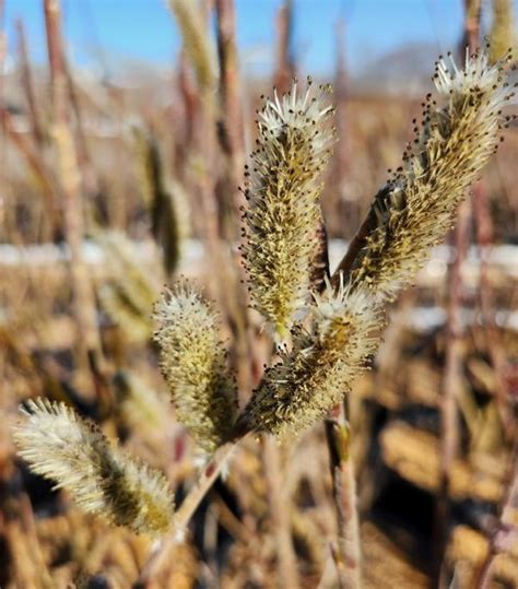 Salix Gracilistyla `mount Aso` Wards Nursery And Garden Center