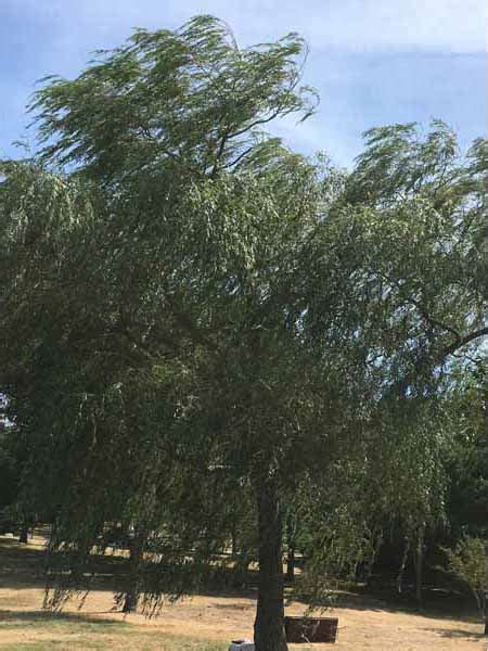 Weeping Willow Friends Of Trees Inc Chatham