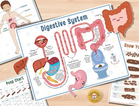Human Digestive System Printable Activity For Preschool Homeschool Pdf Etsy
