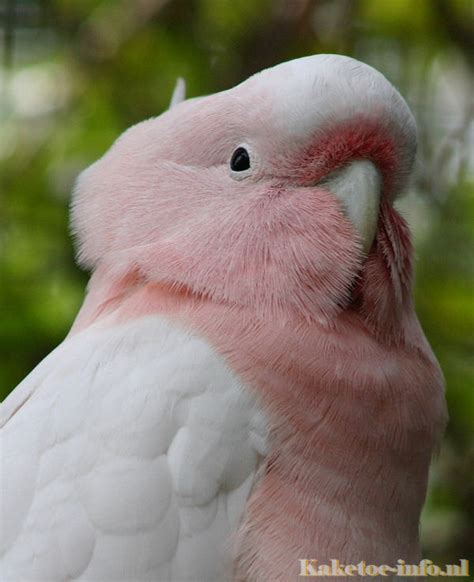 Cockatoo Body Language The Complete Guide Cockatoo Info