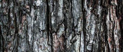 What Tree Is That How To Identify A Tree Gabe S Tree Service