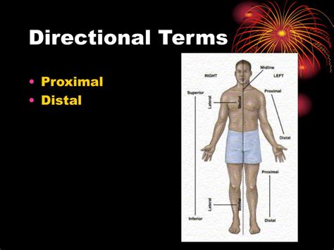 Ppt Anatomy Basics Powerpoint Presentation Free Download Id 786675