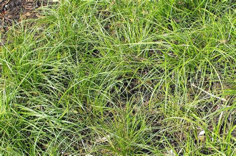 Carex Pansa California Meadow Sedge