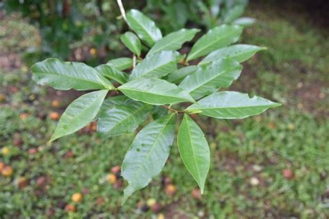 อว ขึ้นเหนือ นำงานวิจัยเพื่อท้องถิ่น ศึกษาพืชสมุนไพรและเพิ่มมูลค่าผลิตภัณฑ์สินค้าพื้นถิ่นชนเผ่า