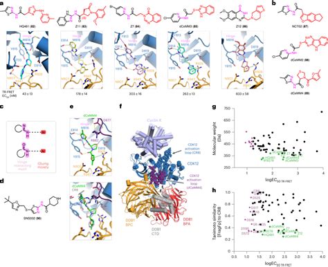 Low Molecular Weight Cyclin K Glues A Chemical Structures Of Hq461 Download Scientific
