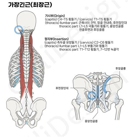 함께근육공부 시즌2 근육별기시정지 가장긴근최장근기시정지 캘리디자인 메디컬일러스트와 함께 차근차근 근육공부 해보아요~ 시즌1 근육별 명칭은 함께근육공부pdf Ver1
