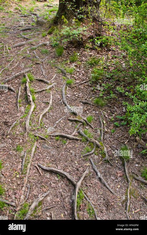 Tree Roots Shallow Showing Above Ground Exposed Plant Roots In Dry