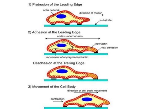 Lecture 2 Introduction To Cell Migration Flashcards Quizlet