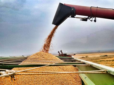 Cavid Abdullayev Linkedin‘de Agrodairy