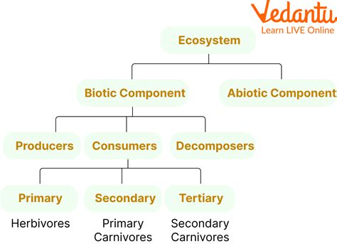 Natural Vs Artificial Ecosystem Definitions Differences And Examples