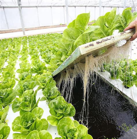 水培种植：深液流和苗床是如何工作的 知乎