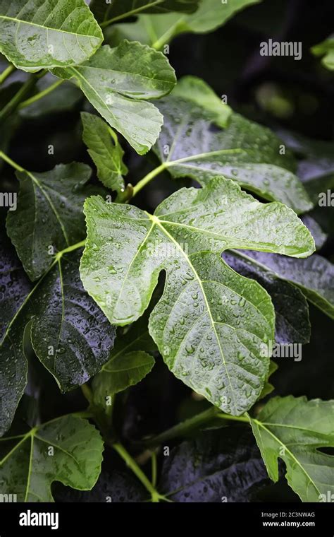 Weeping Fig Tree Hi Res Stock Photography And Images Alamy