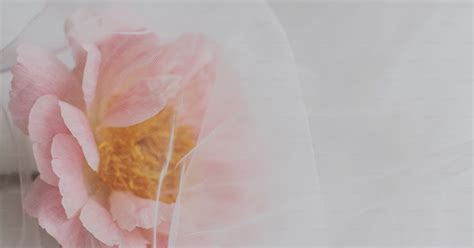 복사 공간이 있는 흰색 나무 배경에 부드러운 얇은 명주 그물 패브릭 아래 사랑스러운 모란 꽃 아름다운 봄 미학 부드러운