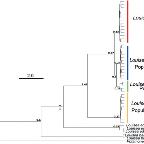 Ml Tree Topology For Louisea Species Of Cameroon Derived From Mtdna