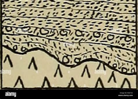 Chert Nodules Hi Res Stock Photography And Images Alamy