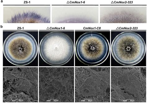 Production Of Superoxide And Conidia Of Coniothyrium Minitans Cmnox1