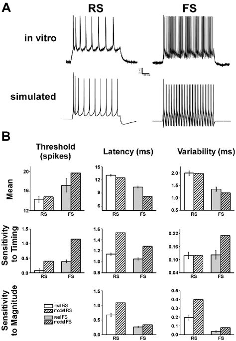4 Response Properties Of Conductance Based Models Of Rs And Fs Barrel Download Scientific