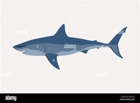 Great White Shark Clipart