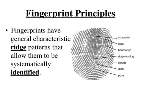 Fingerprint Principles Ppt Download