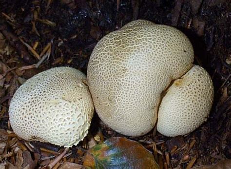 Scleroderma Citrinum Common Earthball Fungus