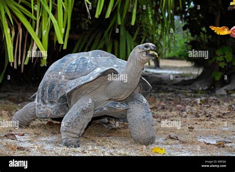 Seychelles Giant Tortoise Aldabran Giant Tortoise Aldabra Giant